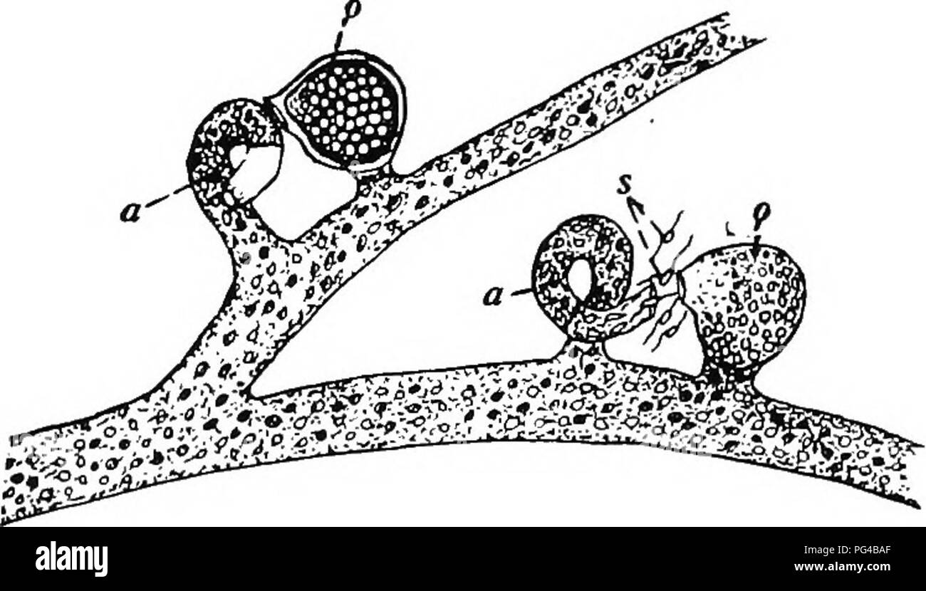 Thallophytes hi-res stock photography and images - Alamy