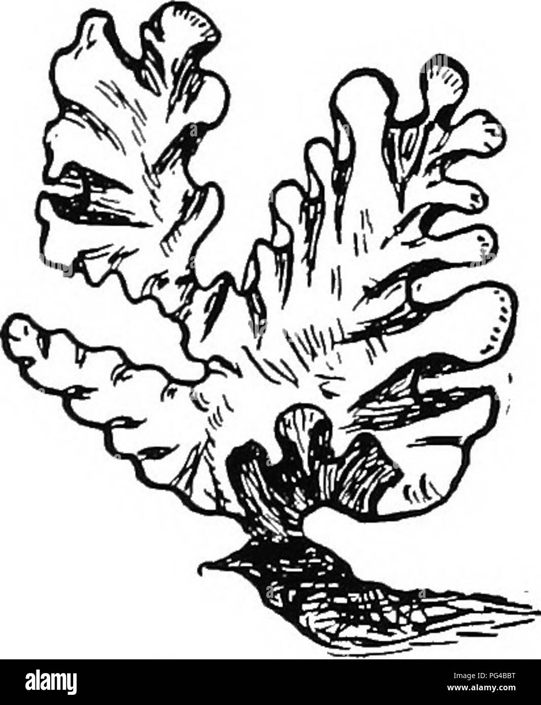 Thallophytes hi-res stock photography and images - Alamy