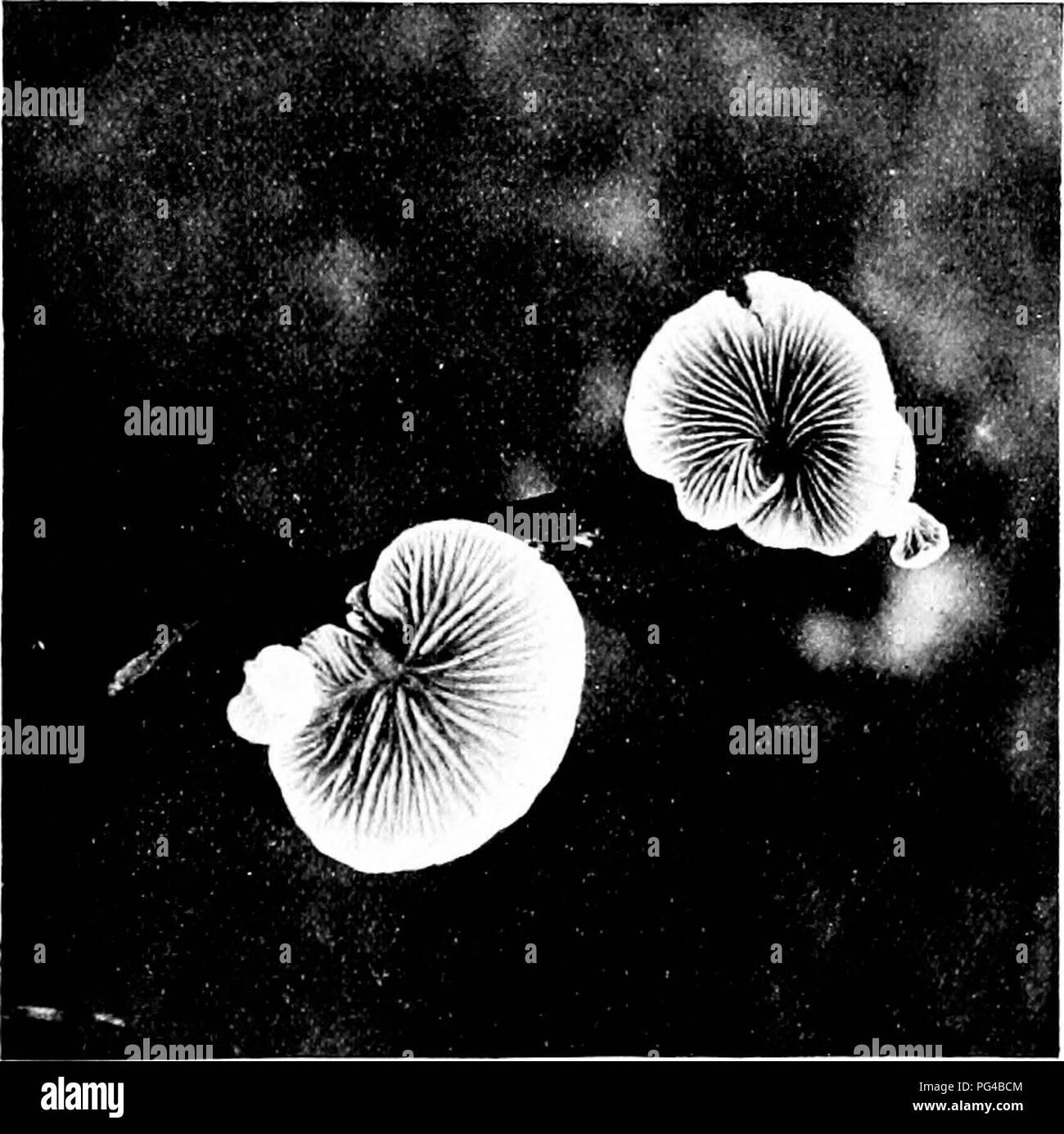 Adnate gills Black and White Stock Photos & Images - Alamy