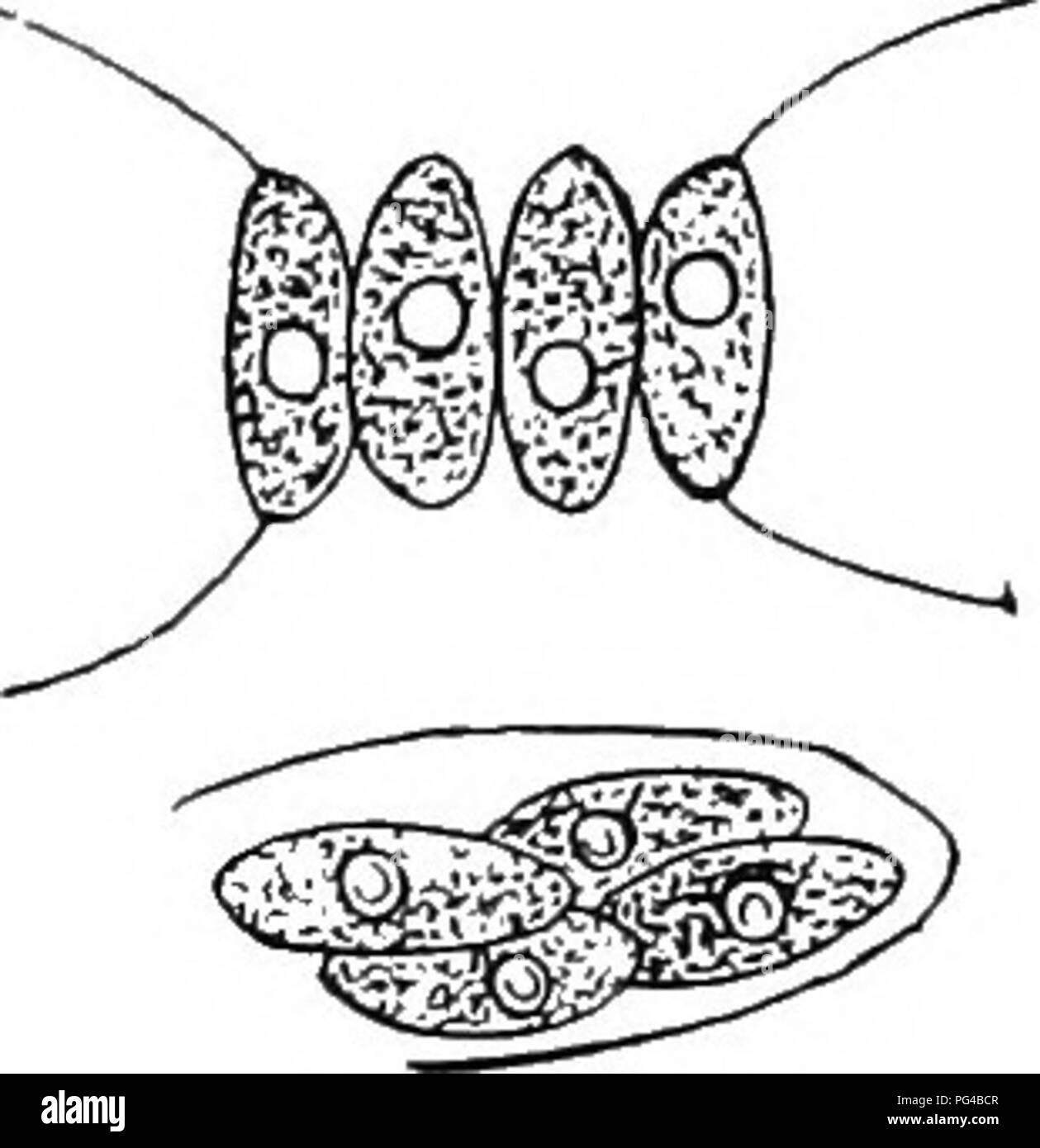 Non Motile High Resolution Stock Photography and Images - Alamy