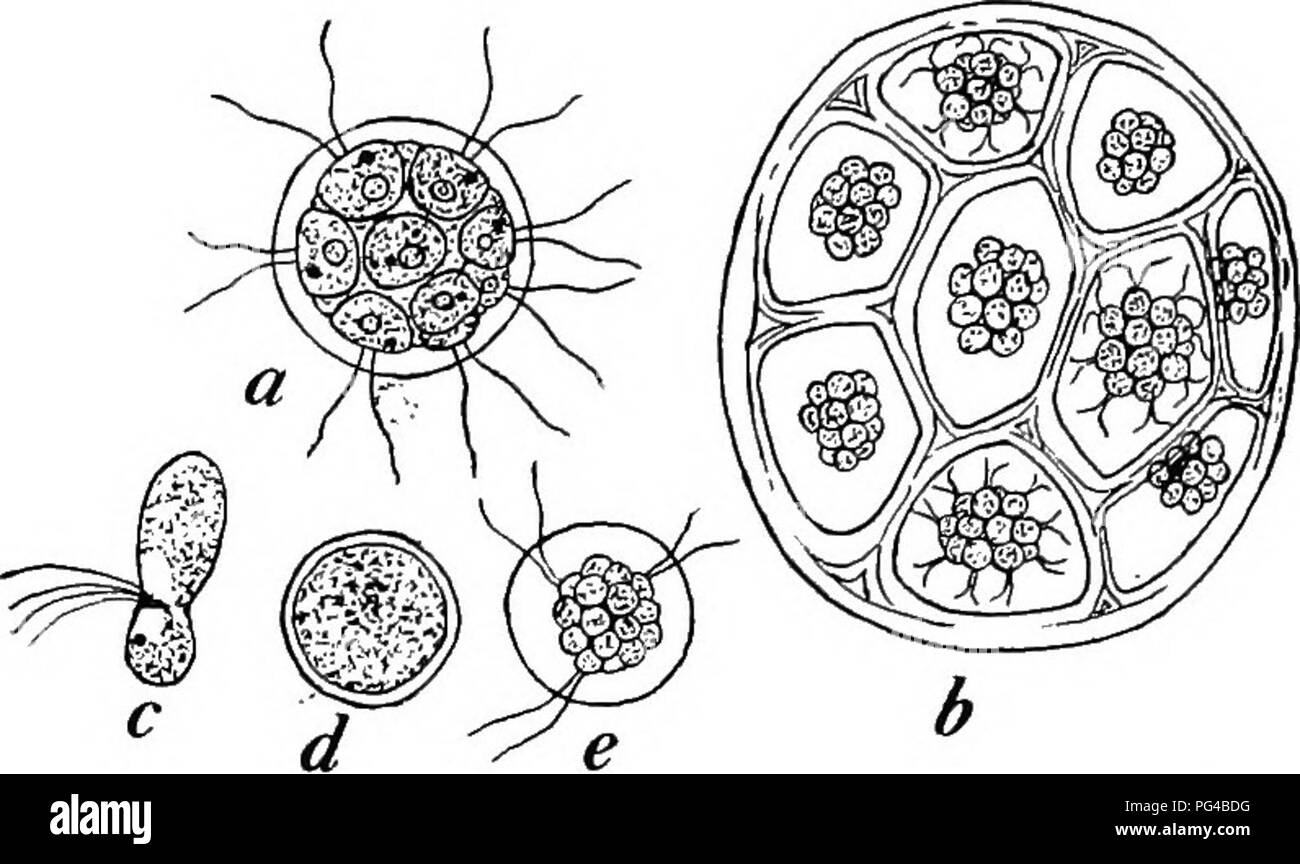 Volvox cells Black and White Stock Photos & Images - Alamy