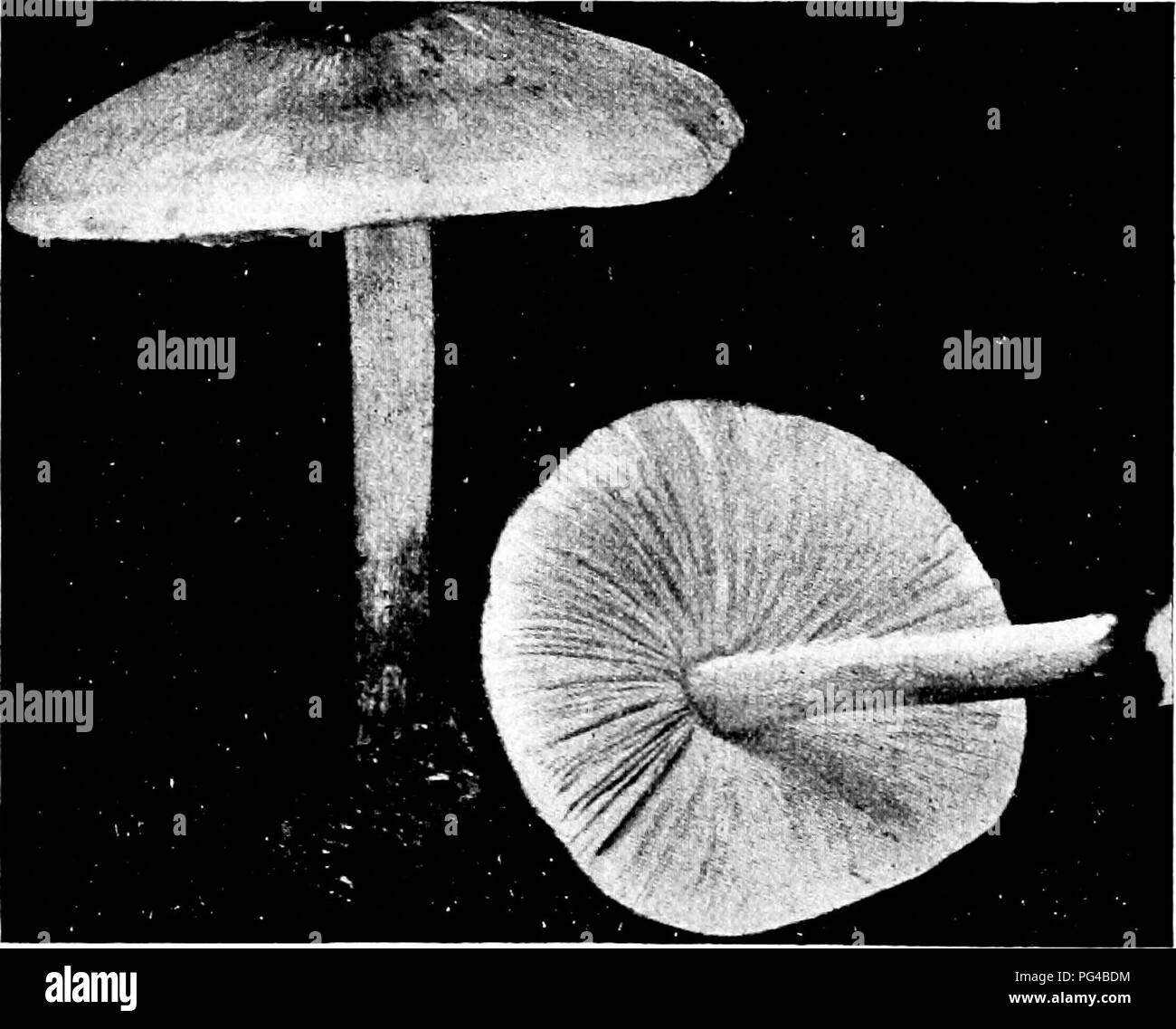 This image features Minnesota mushrooms of the Pluteus genus, including ...