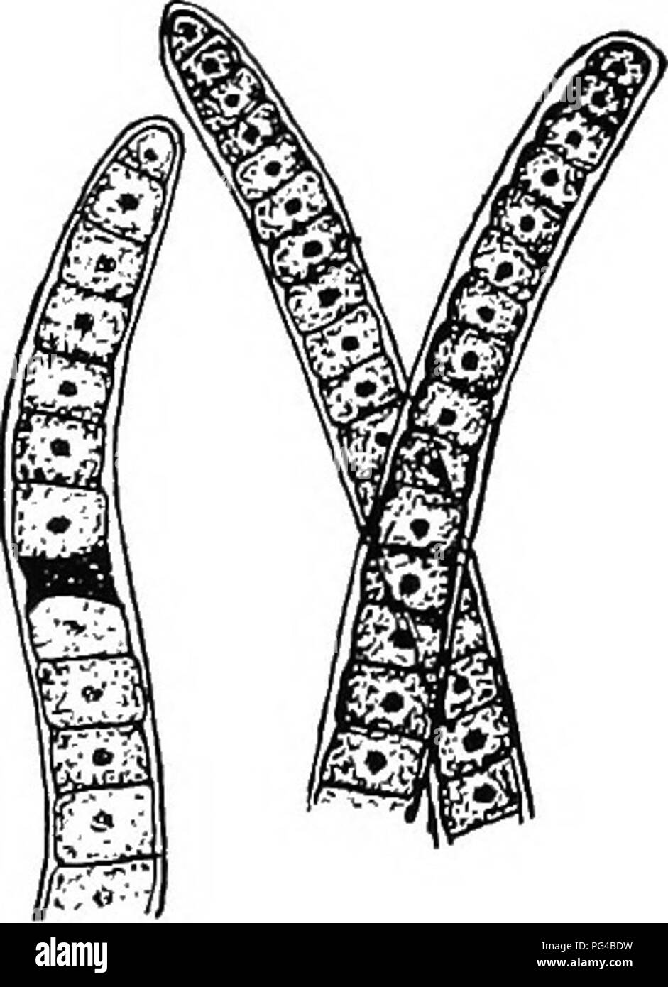 Oscillatoria hi-res stock photography and images - Alamy