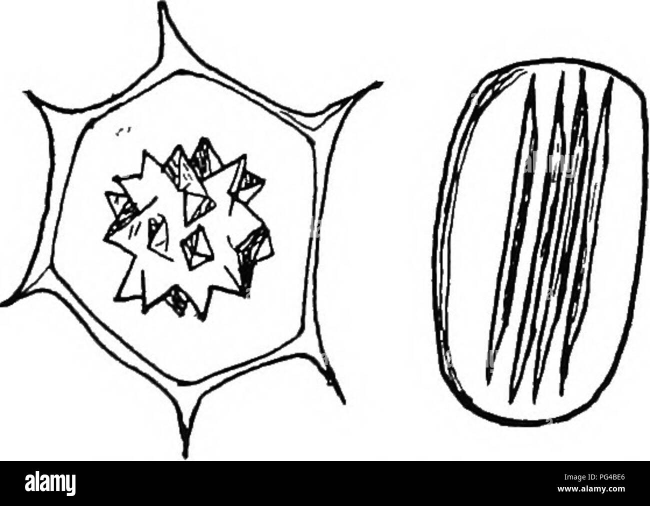 This botanical reference explains the enzymes involved in carbohydrate ...