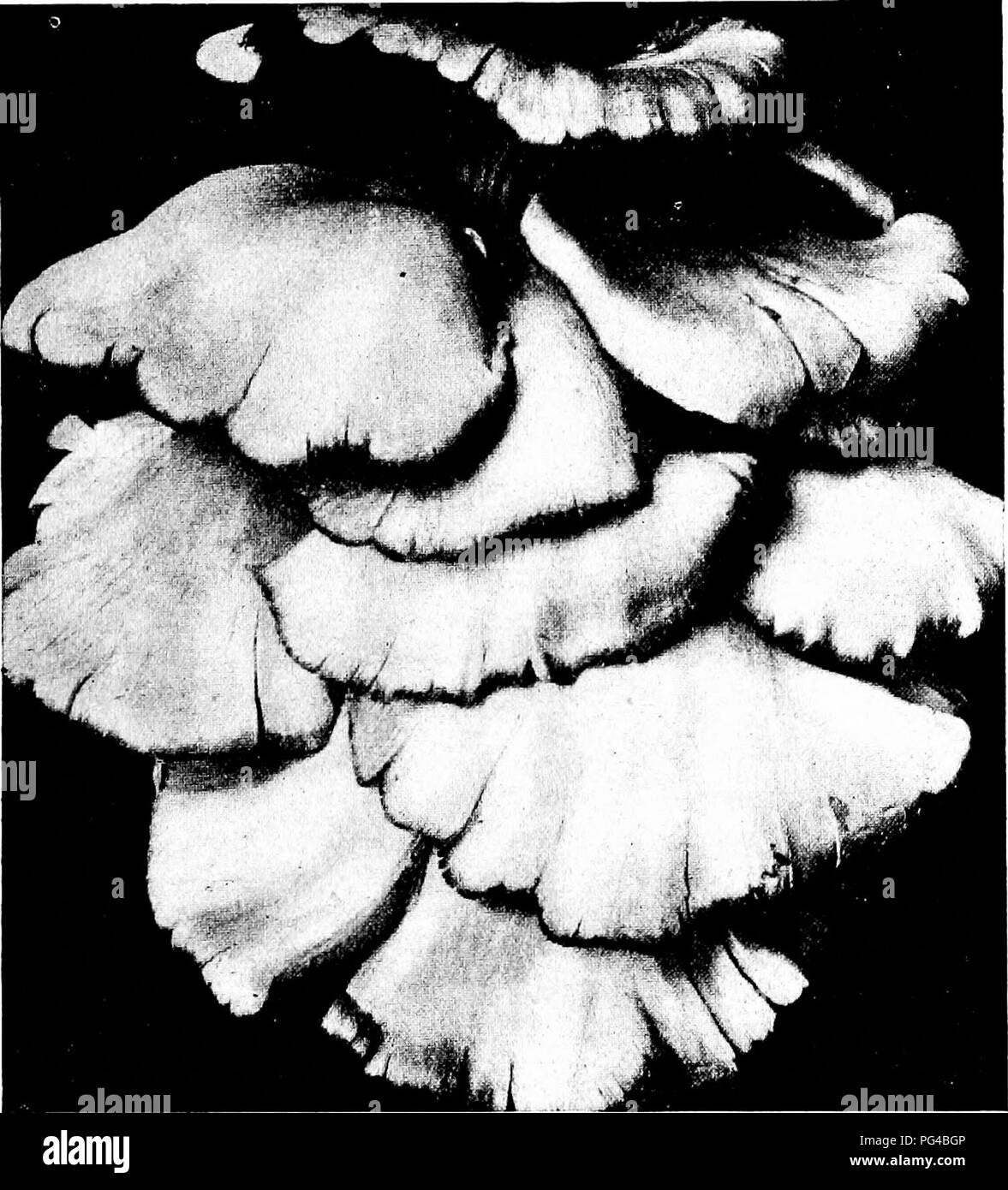 Identifying different mushroom types hi-res stock photography and ...