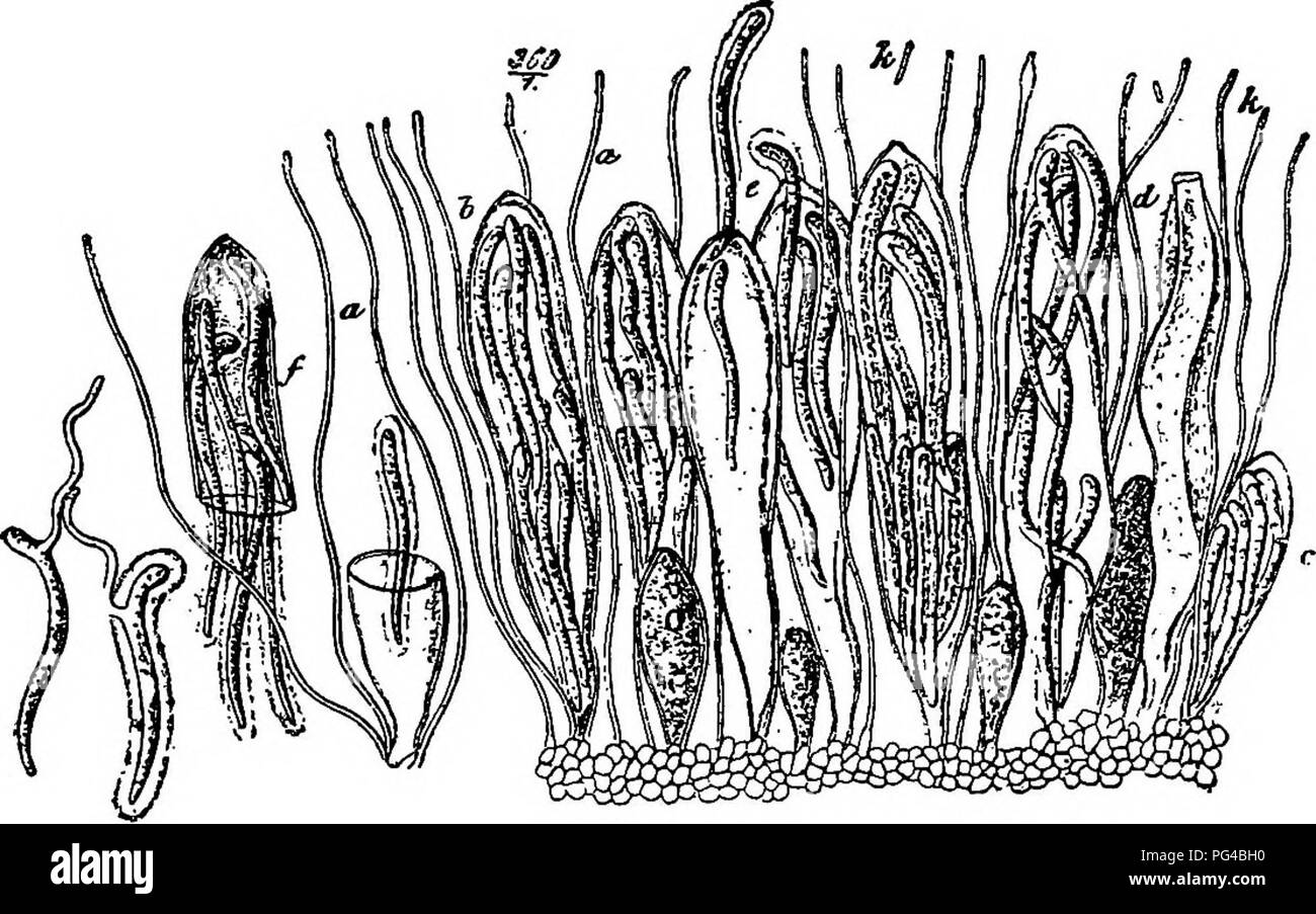 This text focuses on plant diseases caused by parasitic fungi, slime ...