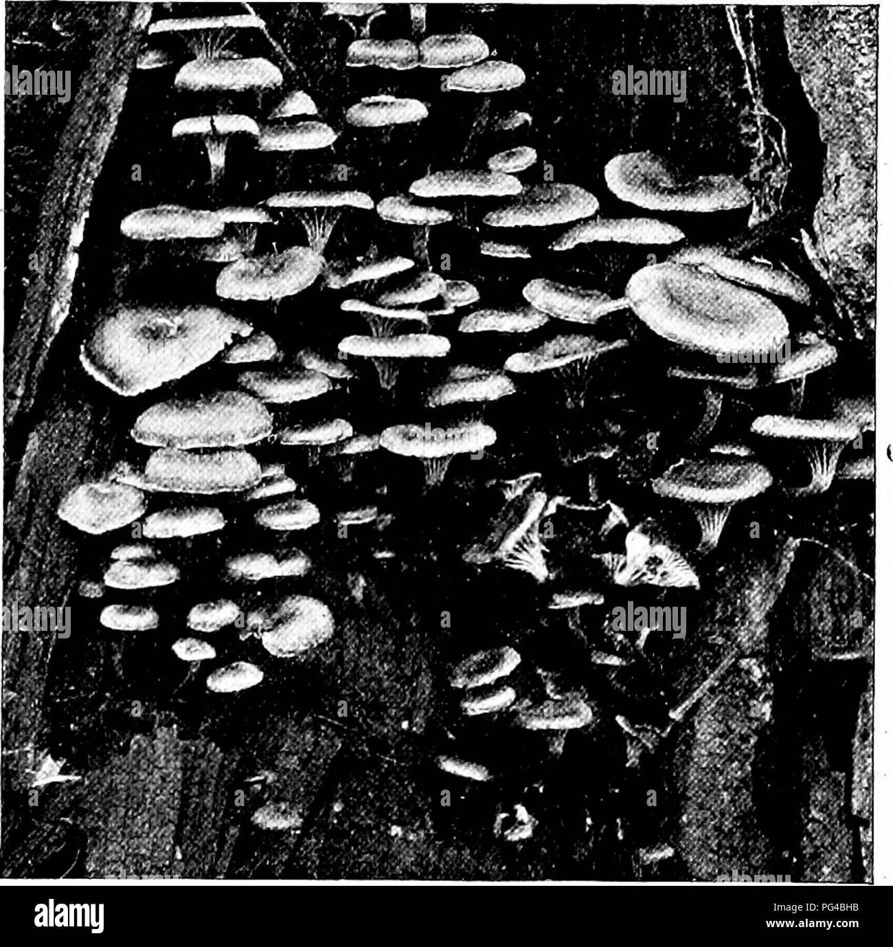 This image is part of a guide to identifying various mushrooms ...