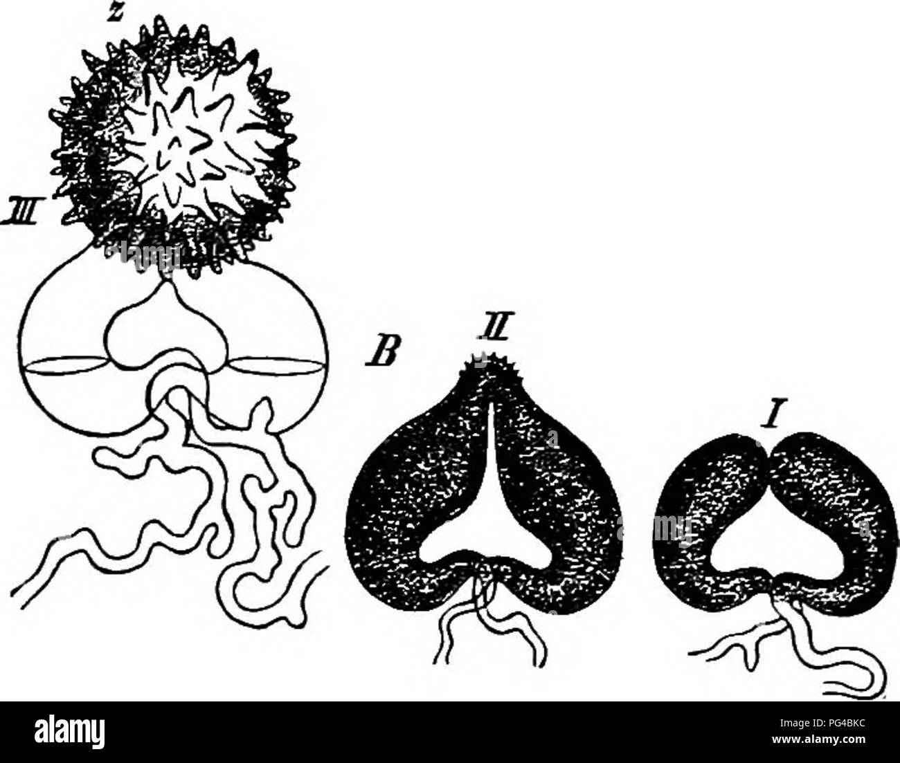 Inverted pair Black and White Stock Photos & Images - Alamy