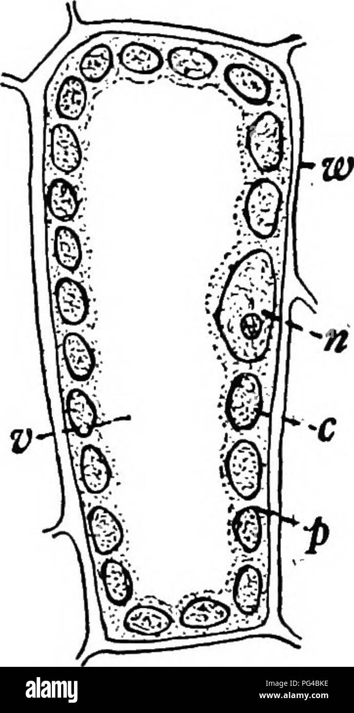 Large central vacuole Black and White Stock Photos & Images - Alamy