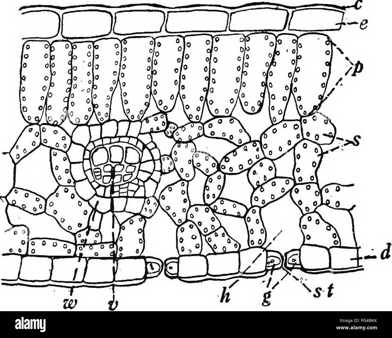 . Botany for agricultural students . Botany. 250 LEAVES In leaves ...
