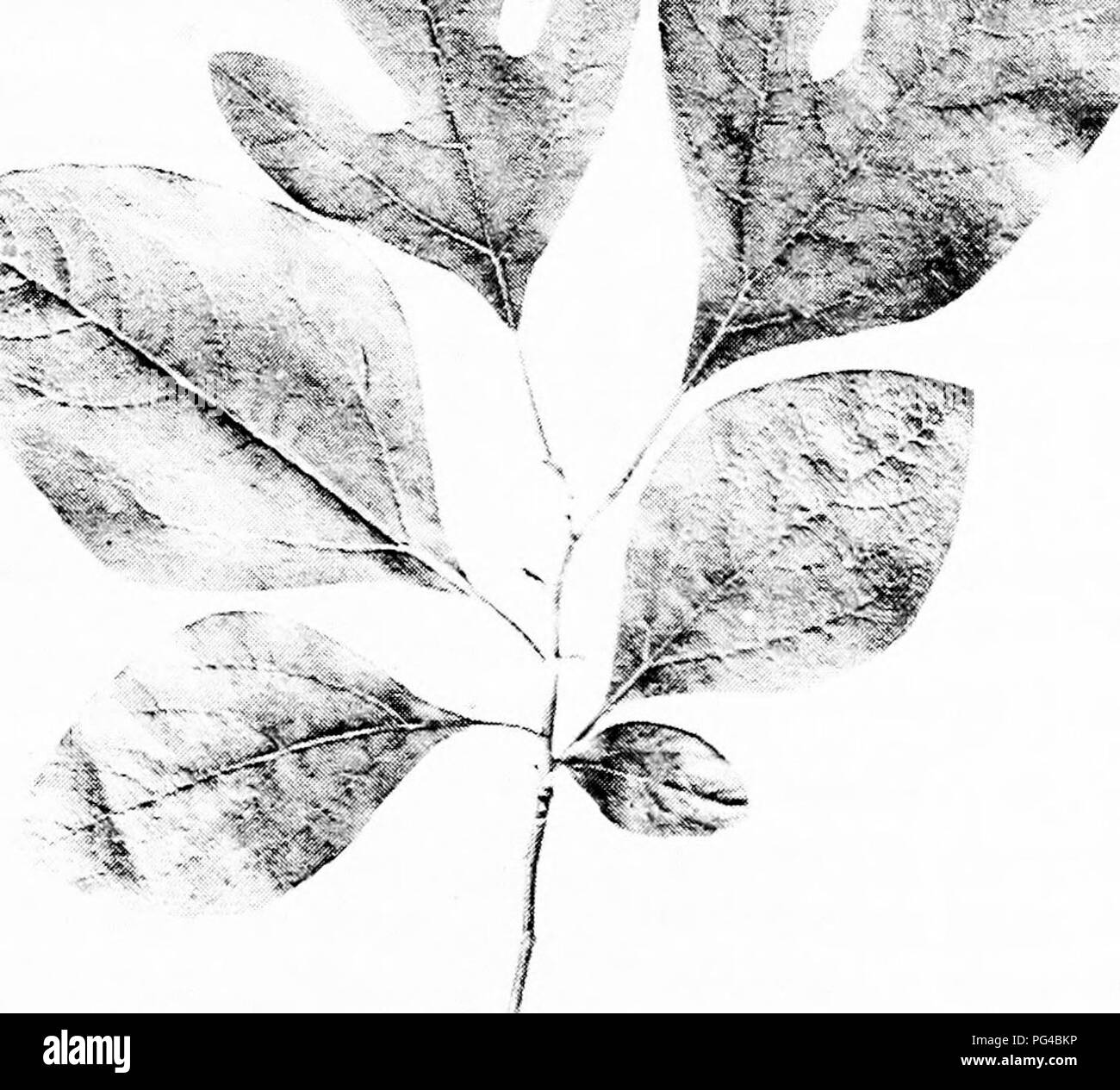 Sassafras trees Black and White Stock Photos & Images - Alamy
