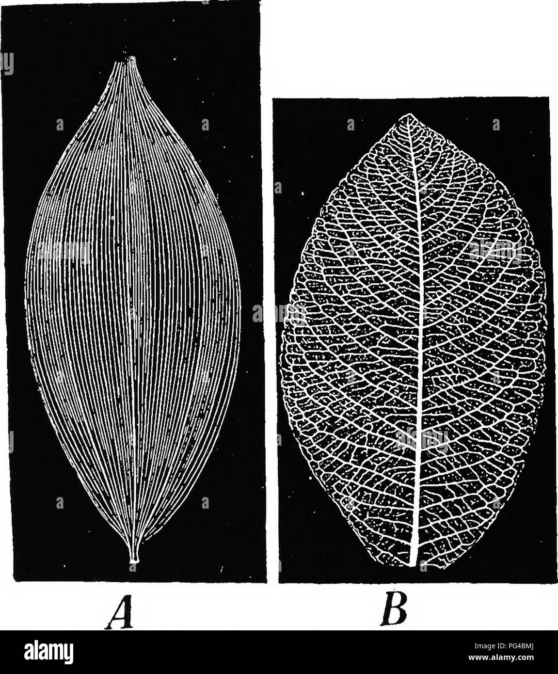 Leaf tissues Black and White Stock Photos & Images - Alamy