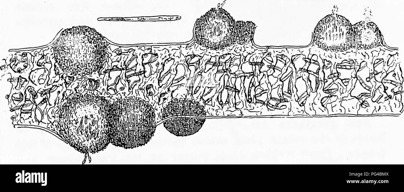 This diagram shows the effect of the Sphaerella laricina fungus on ...