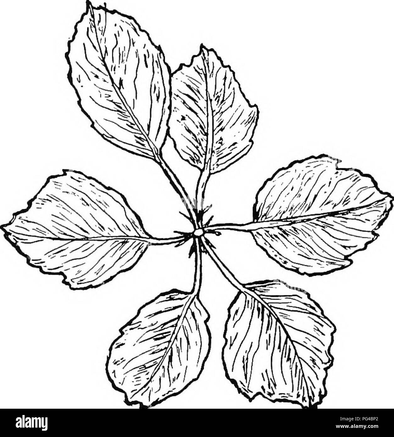Comprehensive overview of plant anatomy Black and White Stock Photos ...
