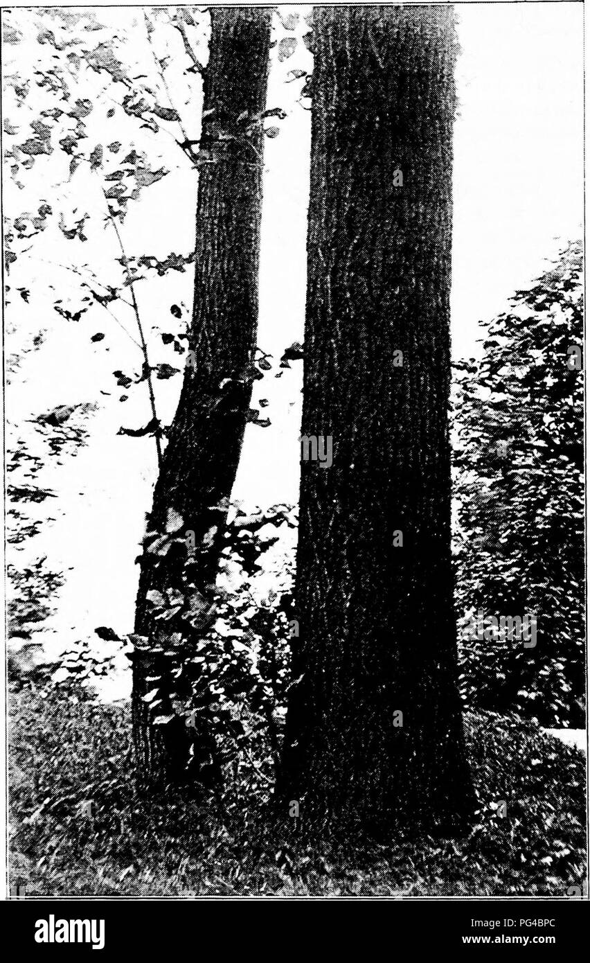 This book by Harriet L. Keeler provides an accessible guide to ...