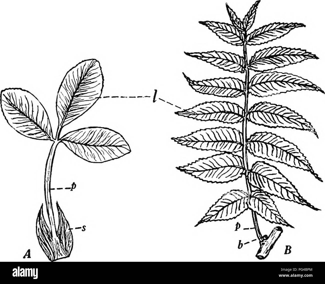 Leaves divided into three leaflets hi-res stock photography and images ...