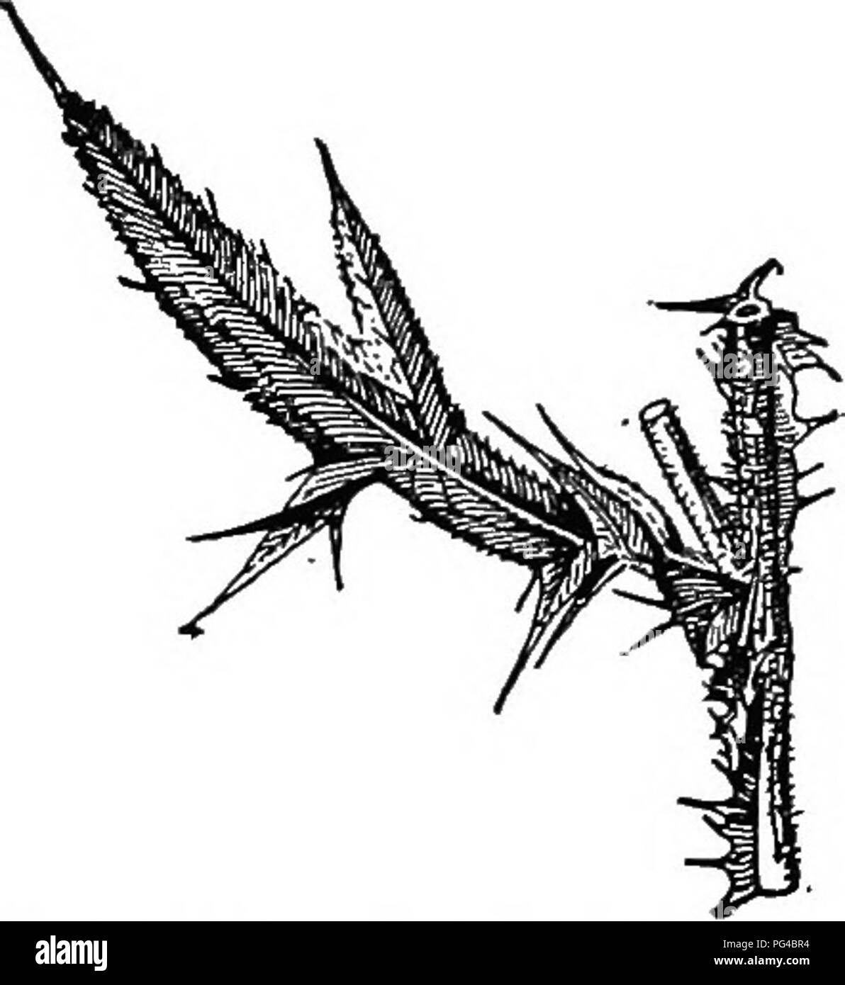 Leaf like appendages hi-res stock photography and images - Alamy