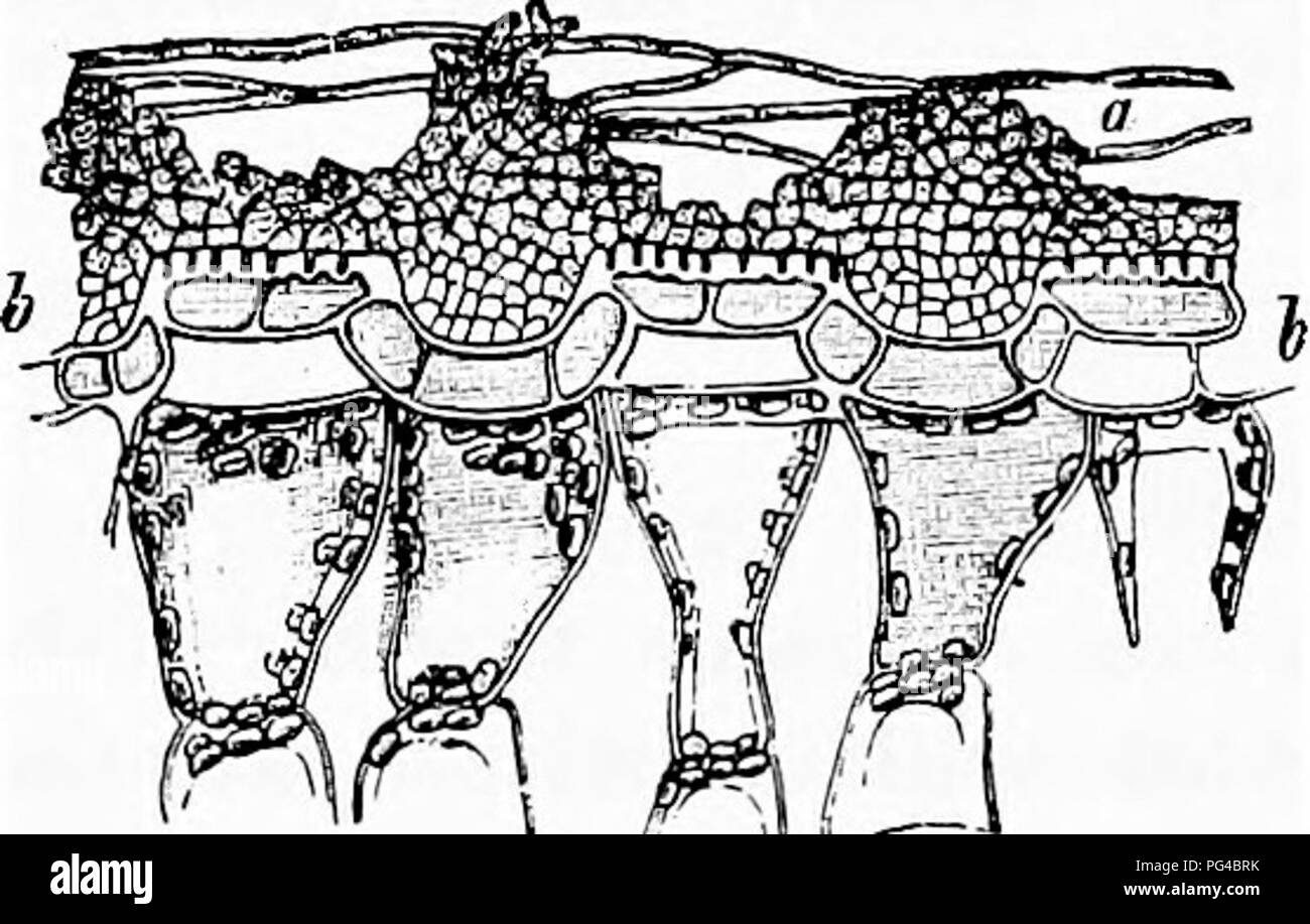 Parasitic green algae hi-res stock photography and images - Alamy