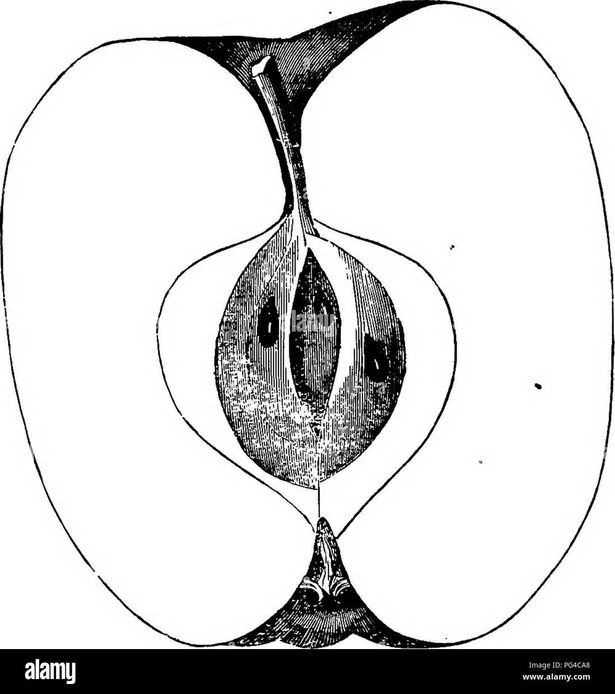 This American pomological guide offers detailed descriptions of apple ...