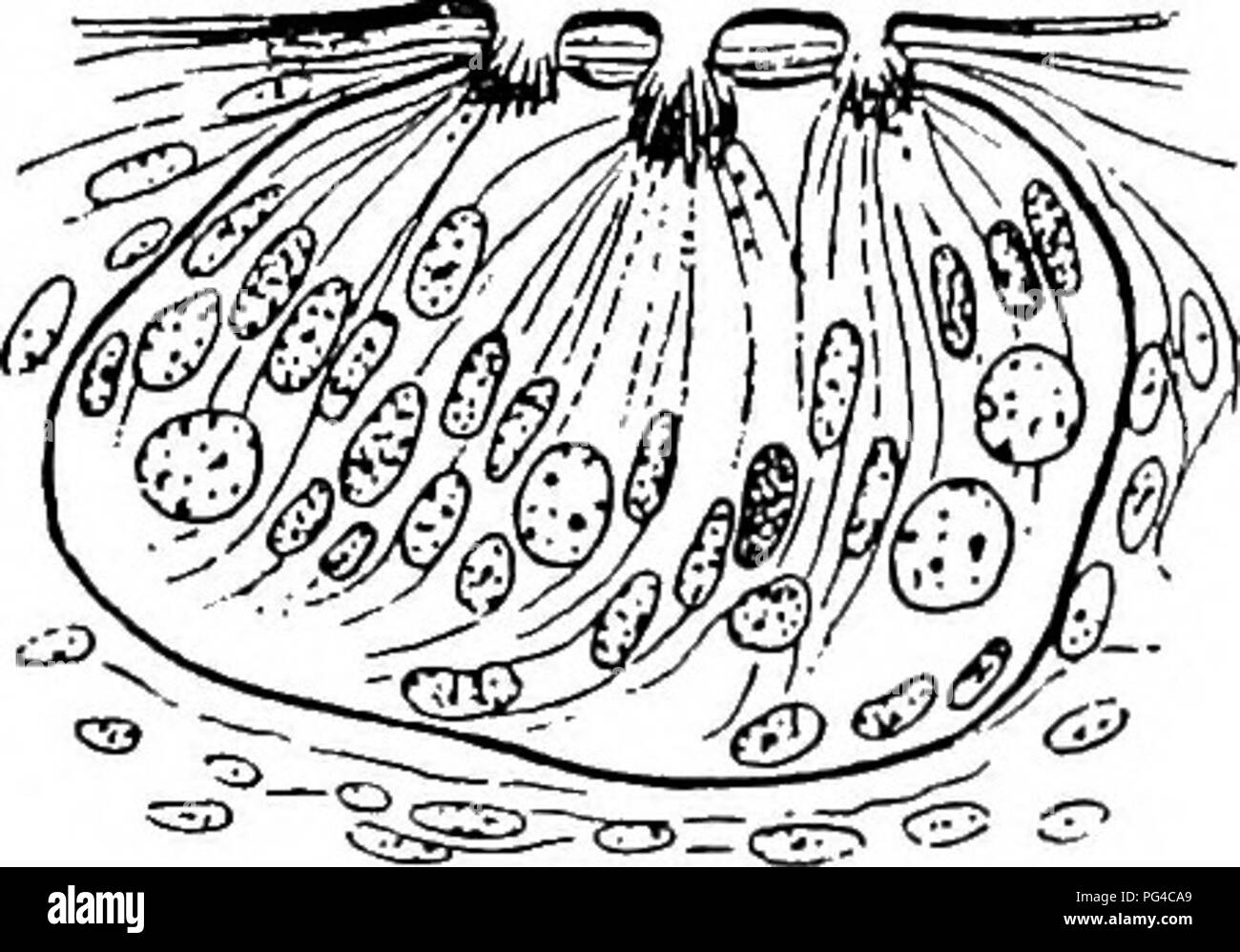 Taste buds Black and White Stock Photos & Images - Alamy