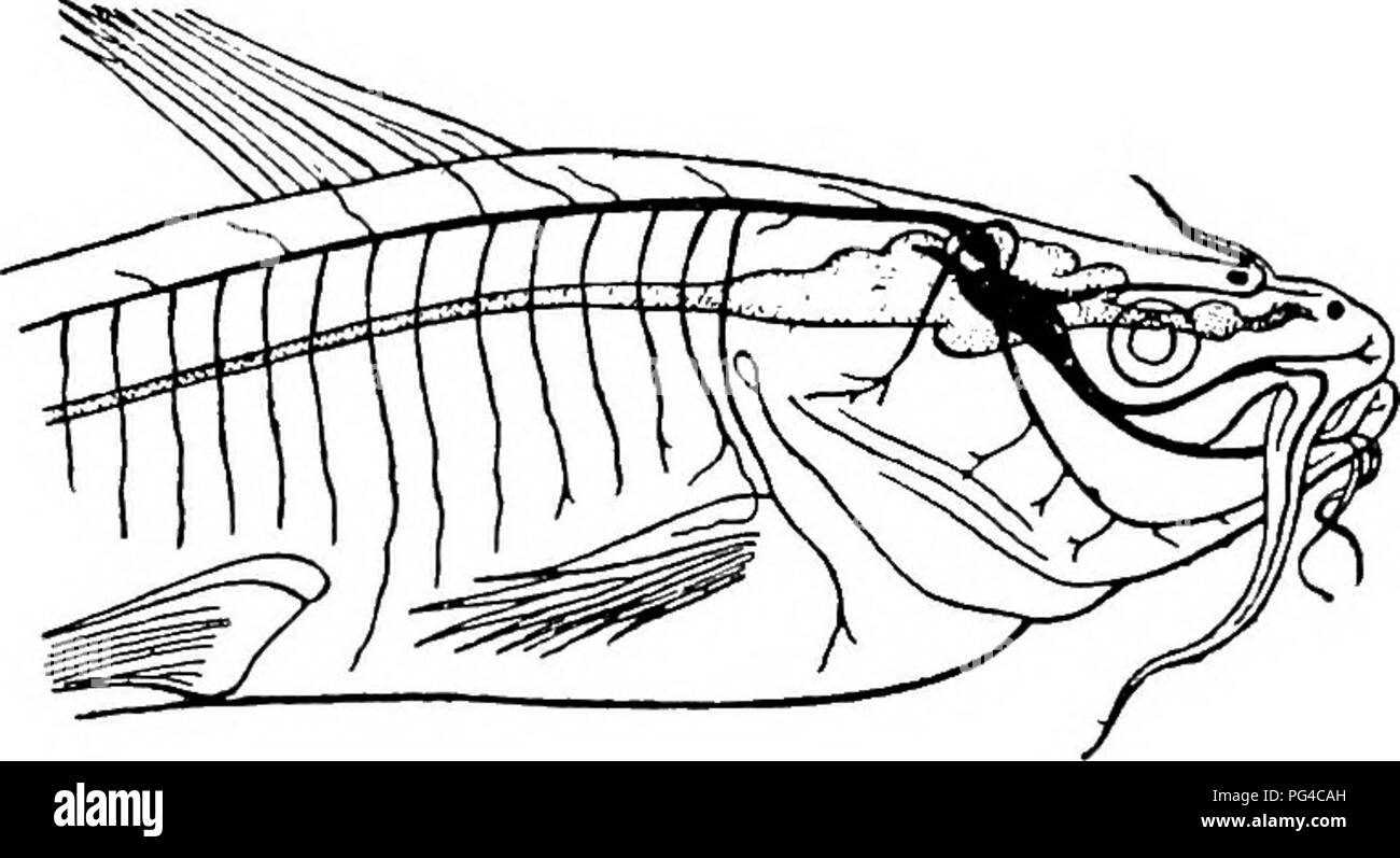 Types of buds hi-res stock photography and images - Alamy