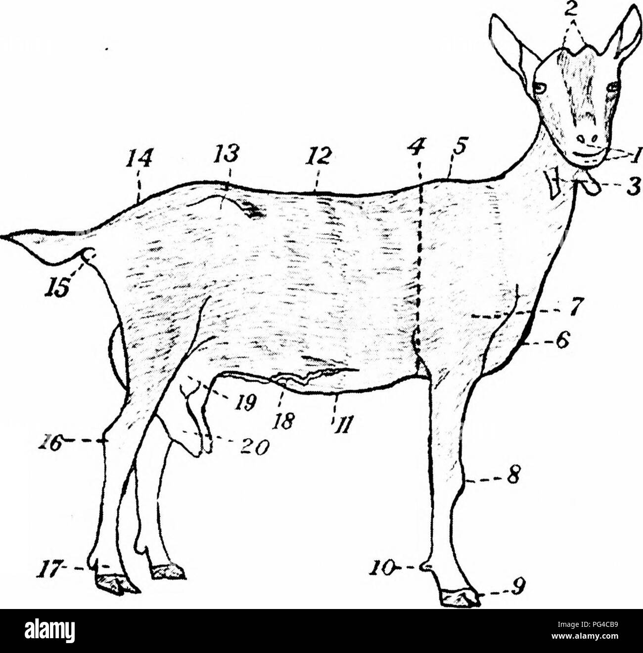 This guide explores the milk goat industry, focusing on profitable milk ...