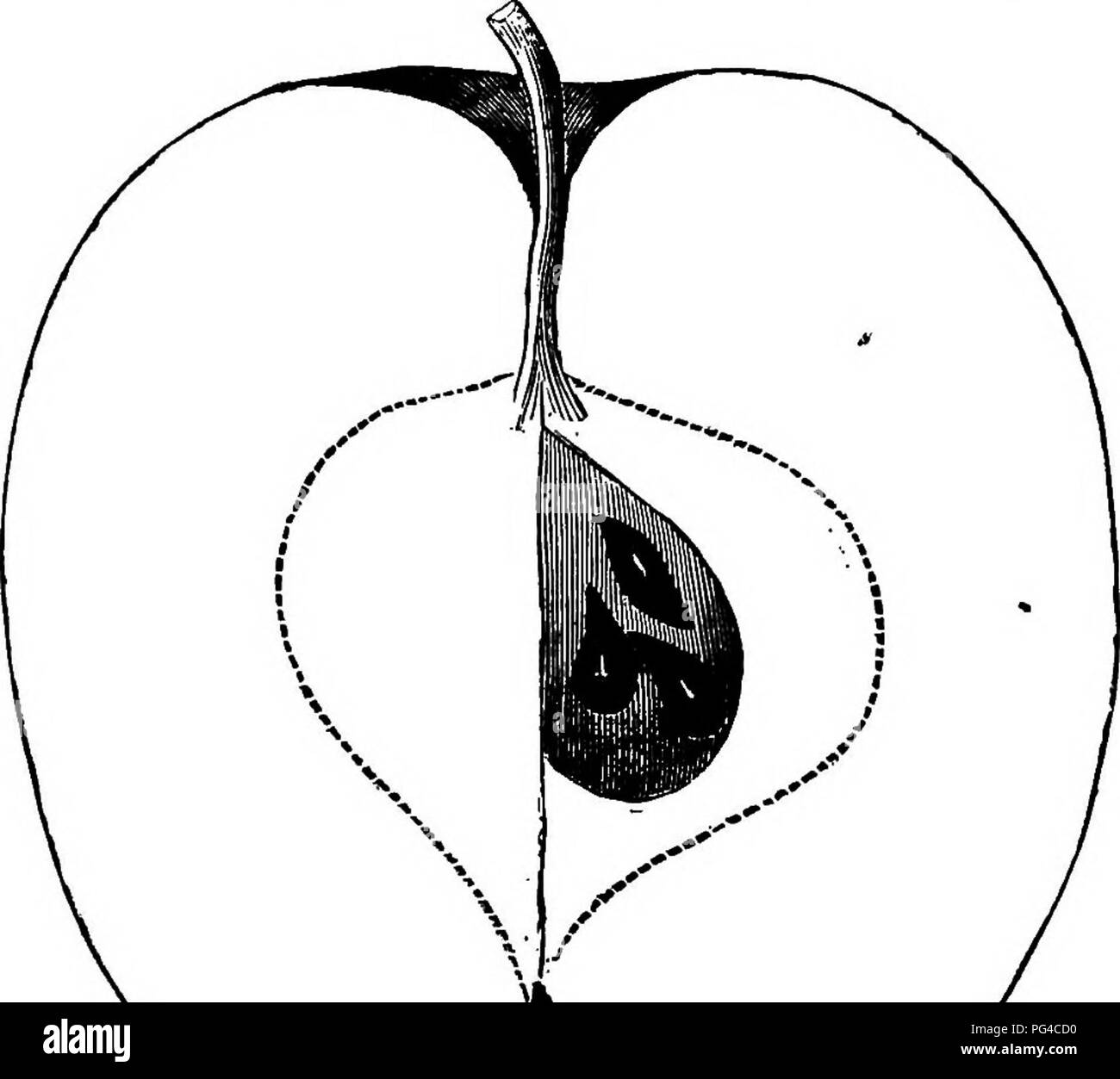 Reflexed segments hi-res stock photography and images - Alamy