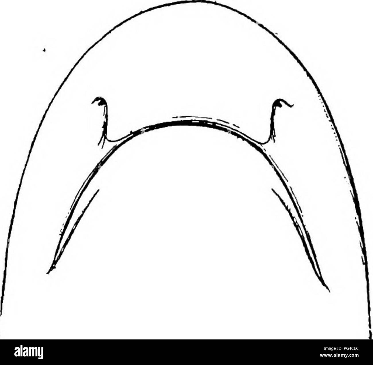 . Smell, taste, and allied senses in the vertebrates . Senses and ...