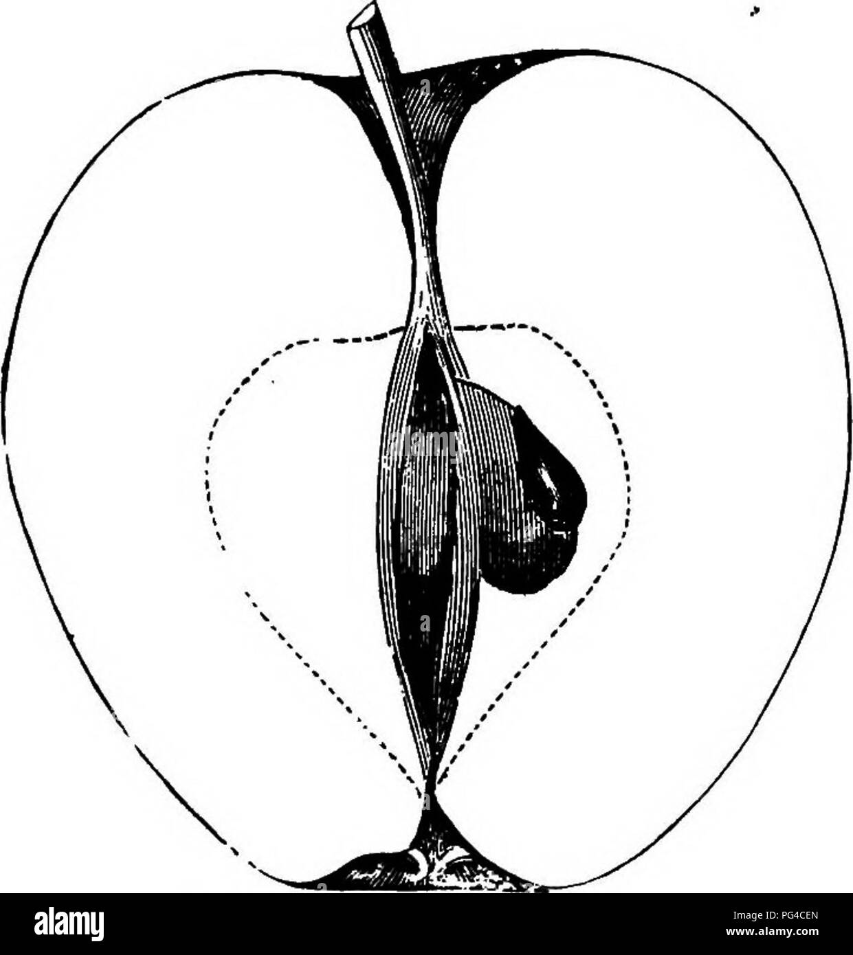 From apple trees Black and White Stock Photos & Images - Alamy