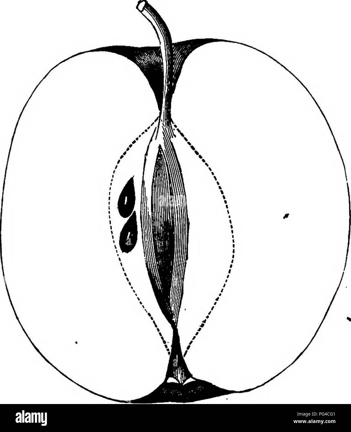 This work provides detailed descriptions of various apple varieties in ...
