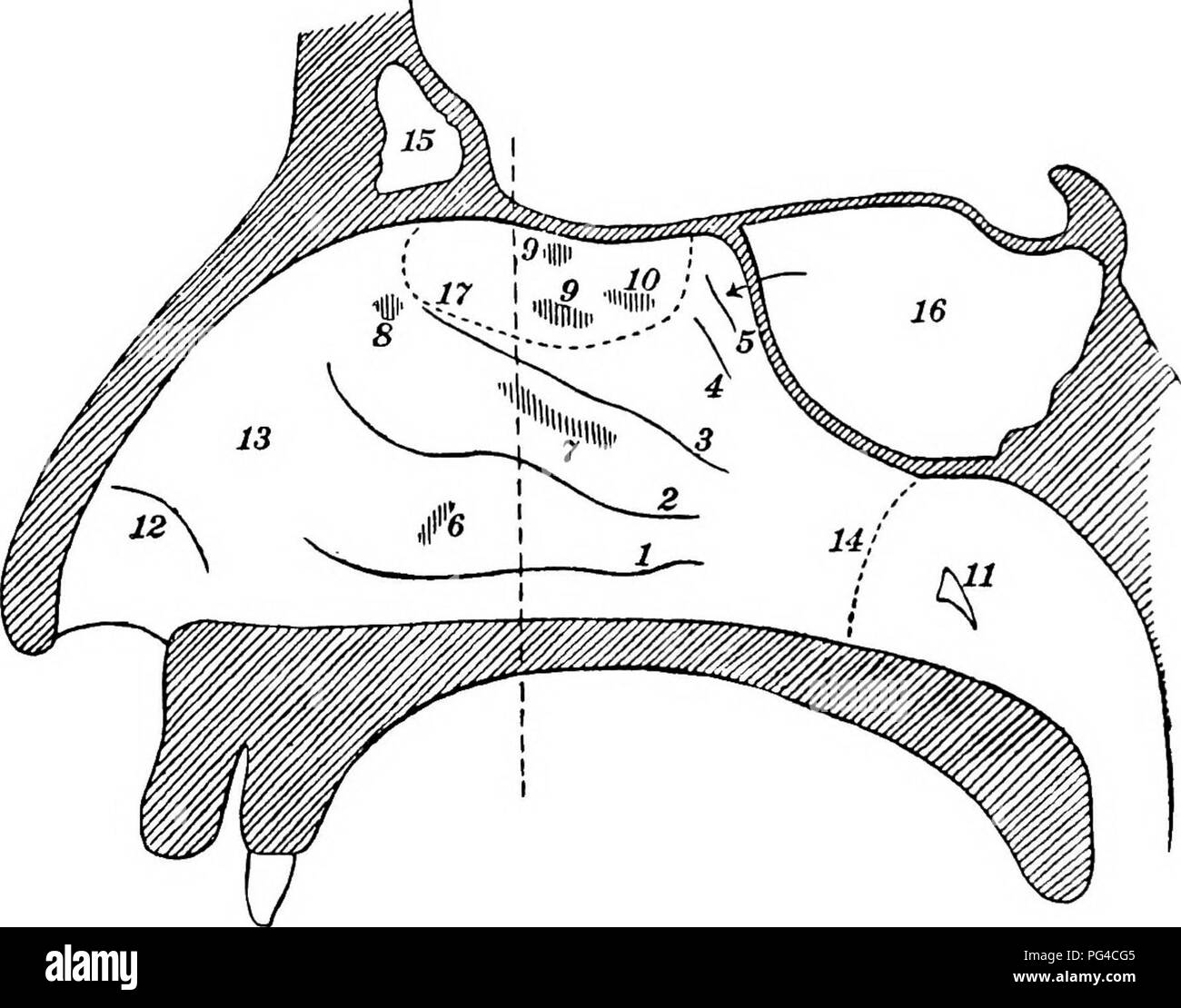 Inferior nasal concha hi-res stock photography and images - Alamy