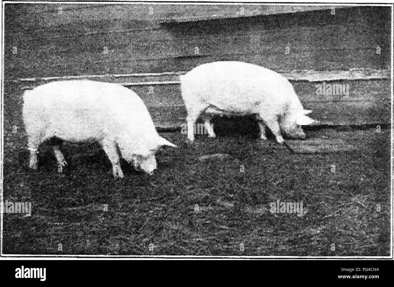 This book on swine farming provides detailed information on breeding ...