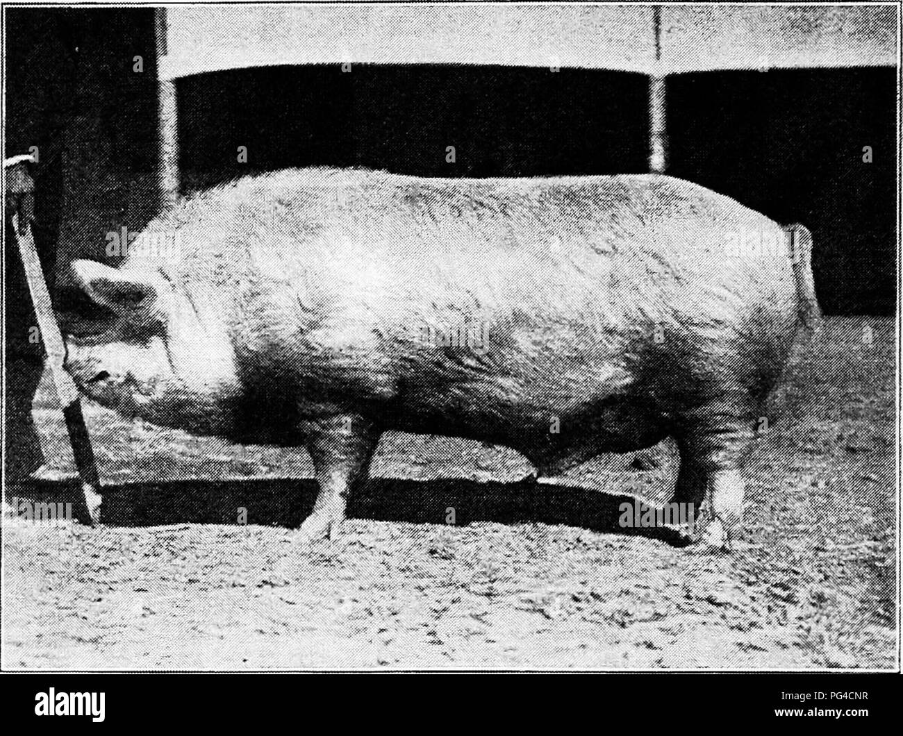 Victorian farm pig hi-res stock photography and images - Alamy