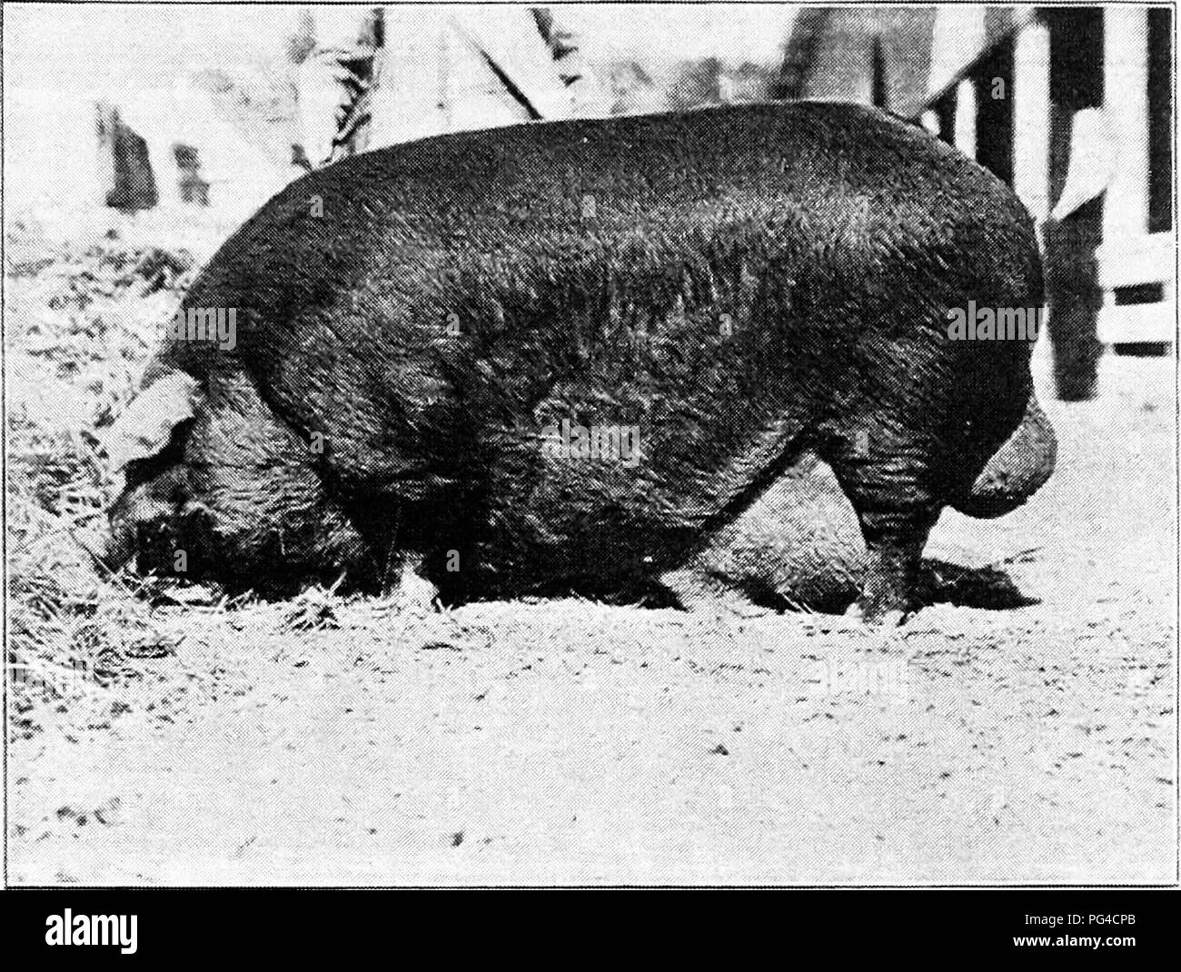 This book provides an overview of swine farming, offering practical ...