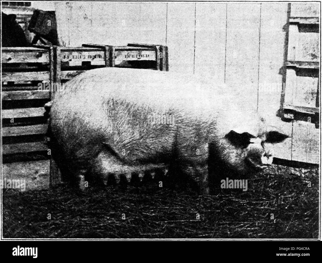 Chester white pig hi-res stock photography and images - Alamy