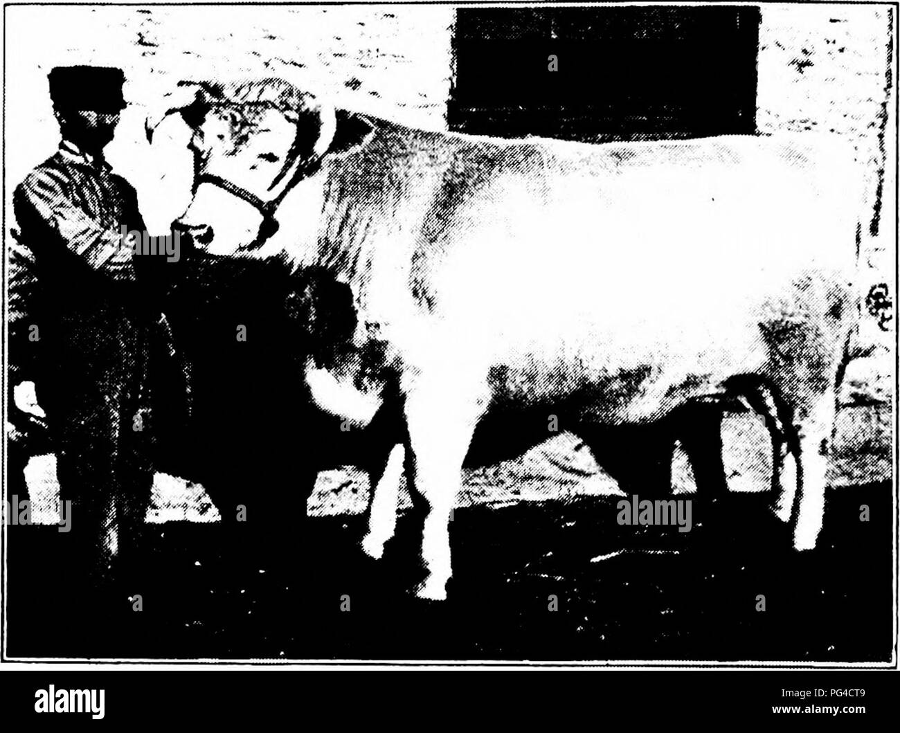 Cattle station management hi-res stock photography and images - Alamy