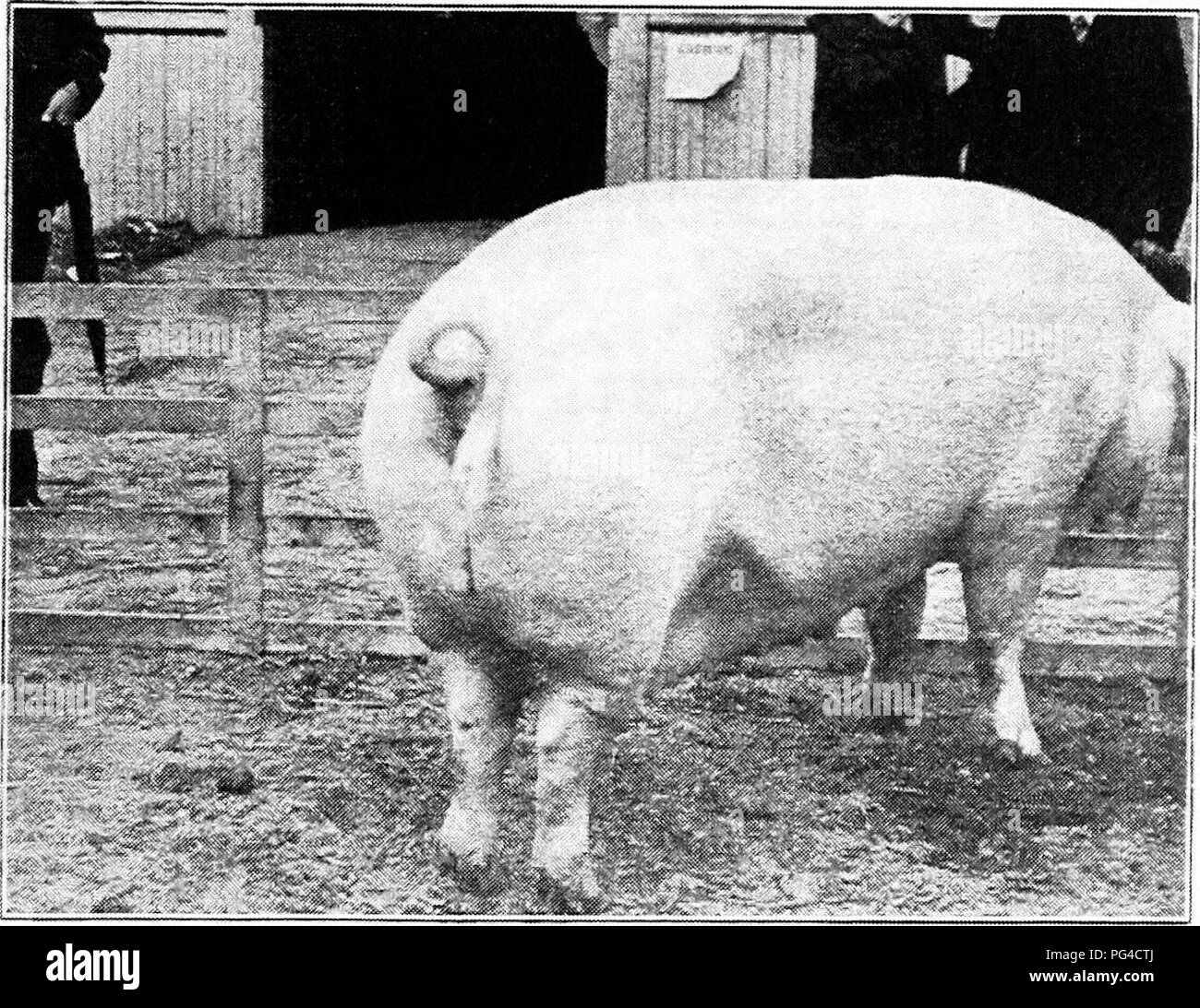 This publication details two prominent swine breeds: the Improved Essex ...