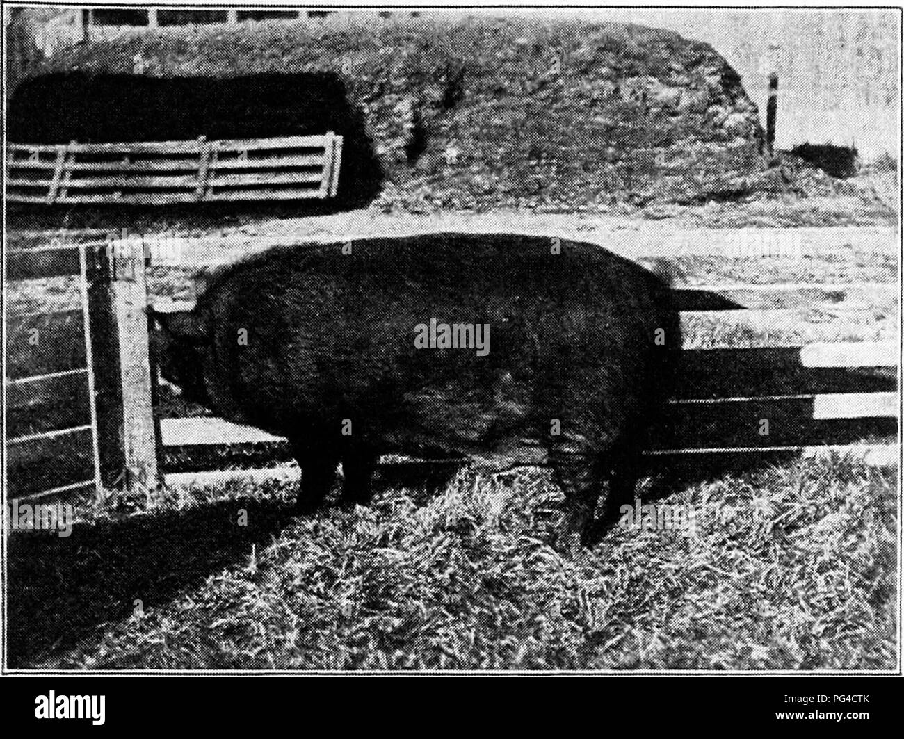 This book covers various aspects of swine farming, with a focus on the ...