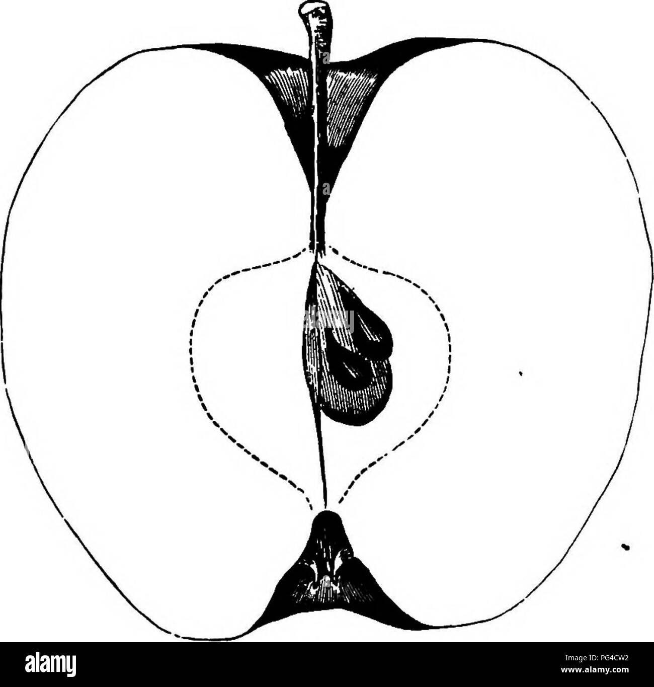 This title references the classification and description of apple ...