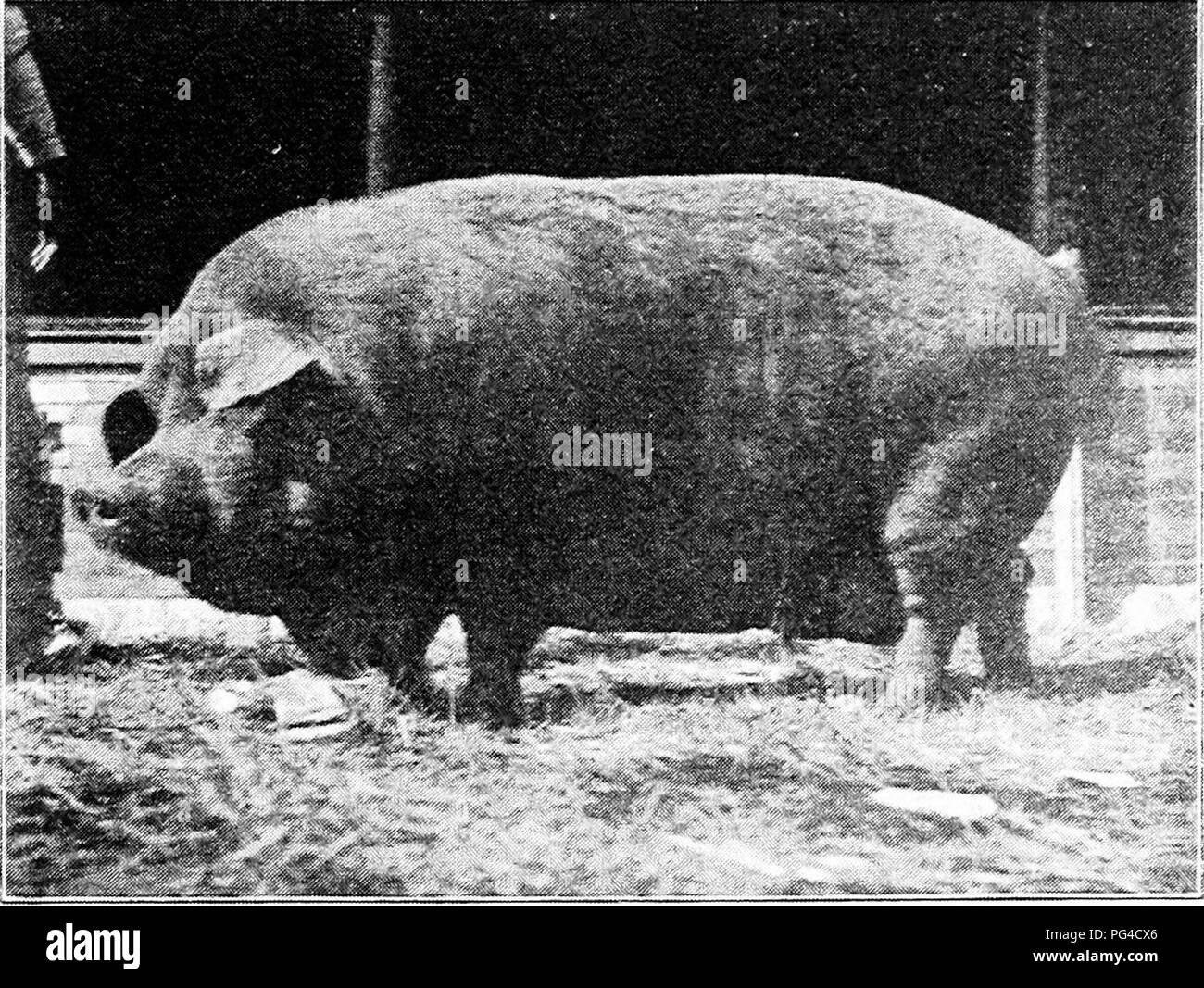 Duroc jersey hi-res stock photography and images - Alamy
