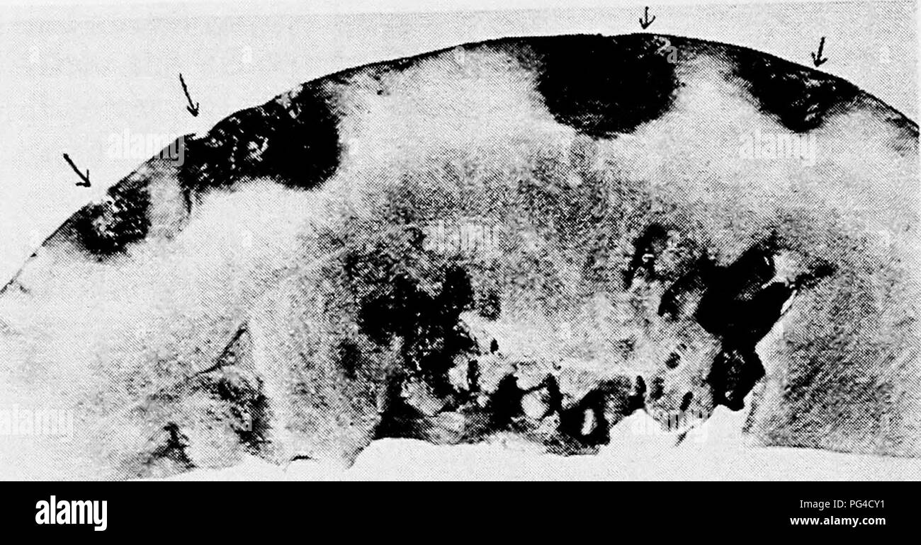 Rotting vegetables Black and White Stock Photos & Images - Alamy