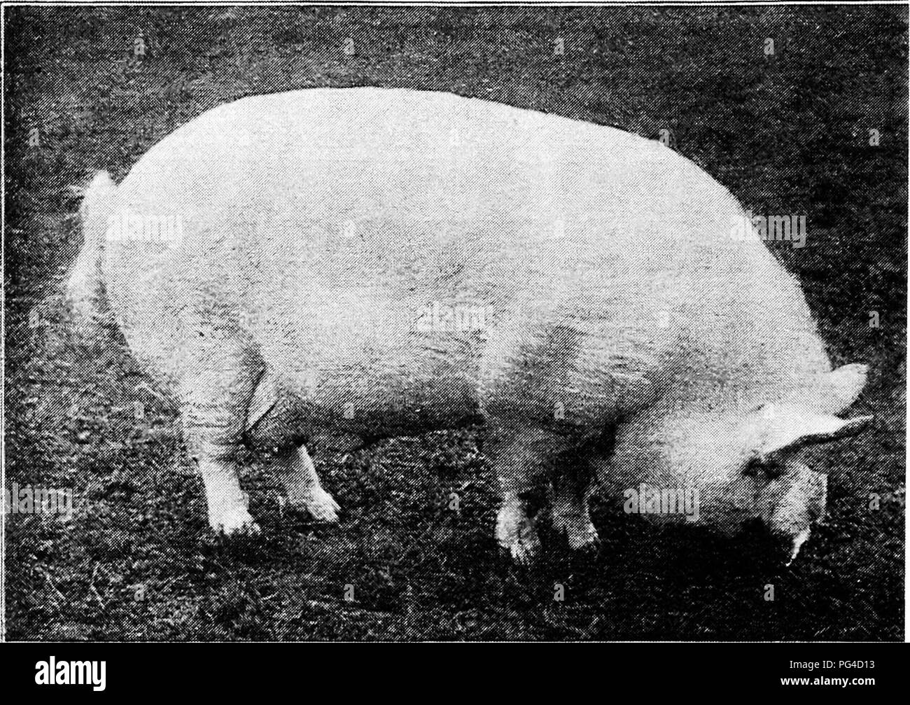 Breeds of swine Black and White Stock Photos & Images - Alamy