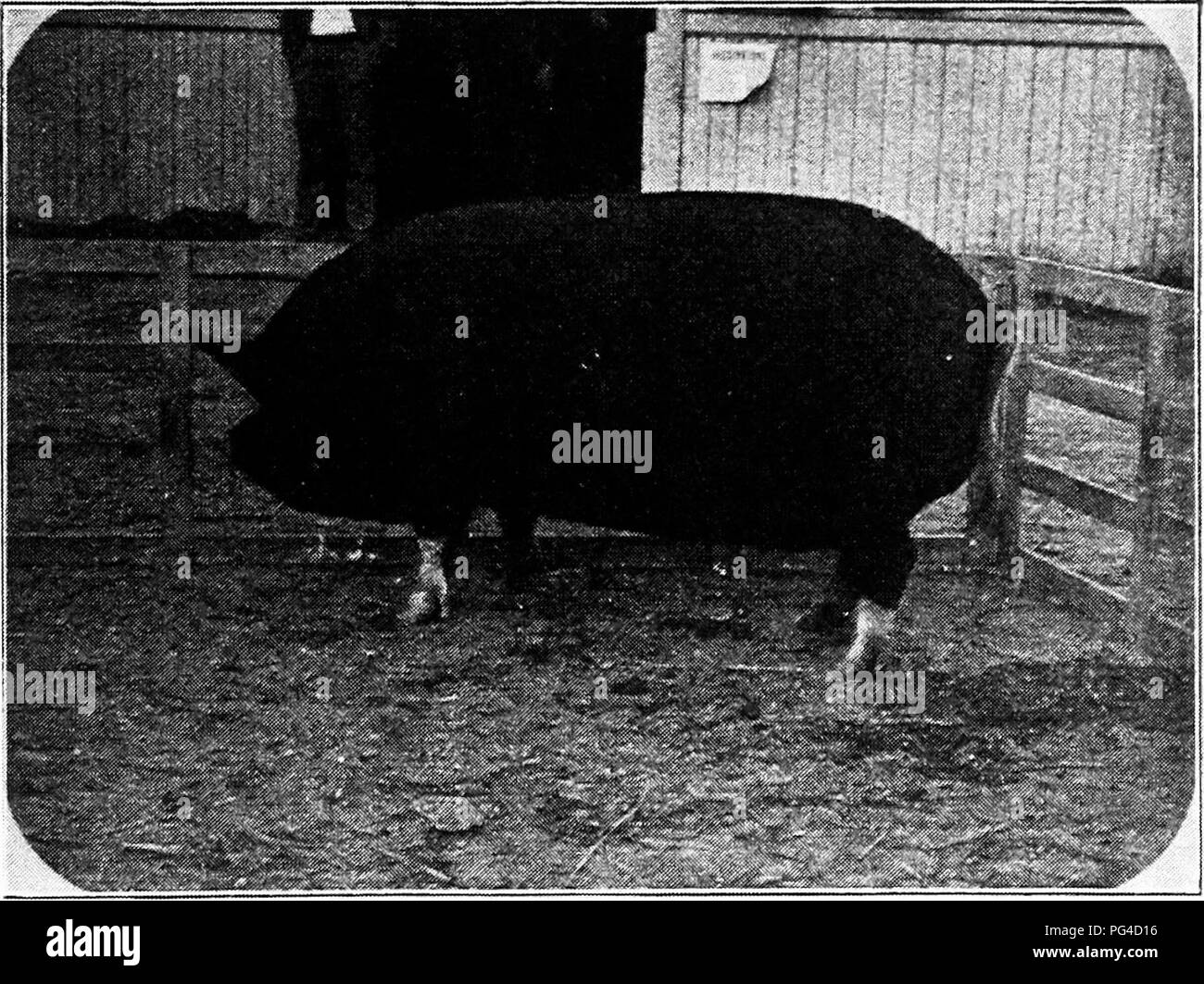Breeds of swine Black and White Stock Photos & Images - Alamy