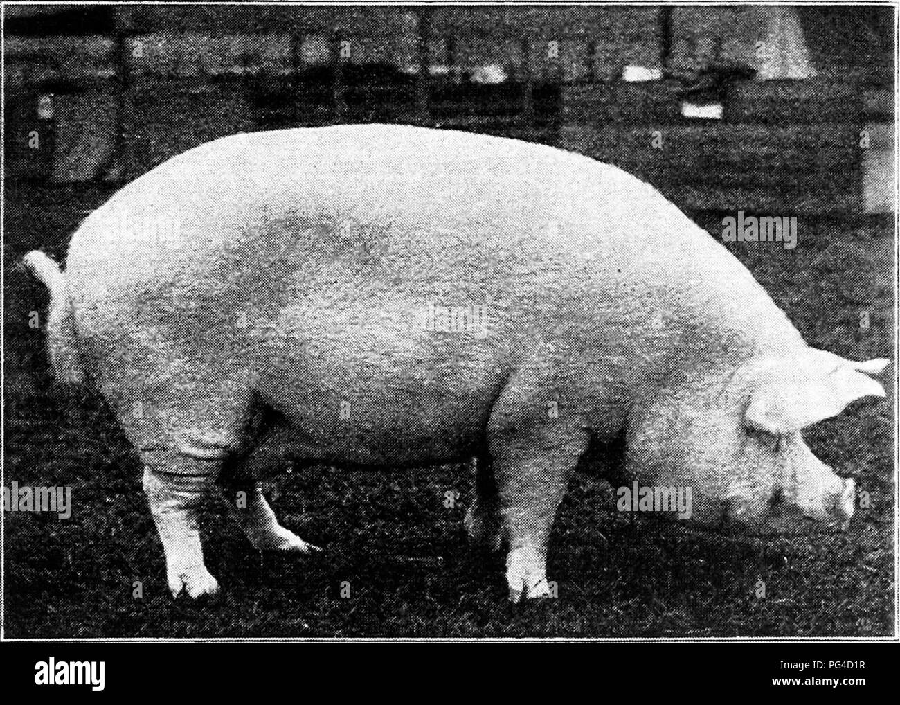 White boar earl hi-res stock photography and images - Alamy