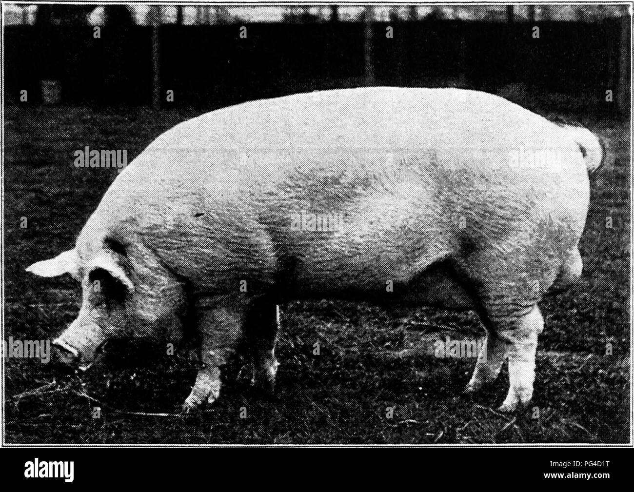 English boar Black and White Stock Photos & Images - Alamy