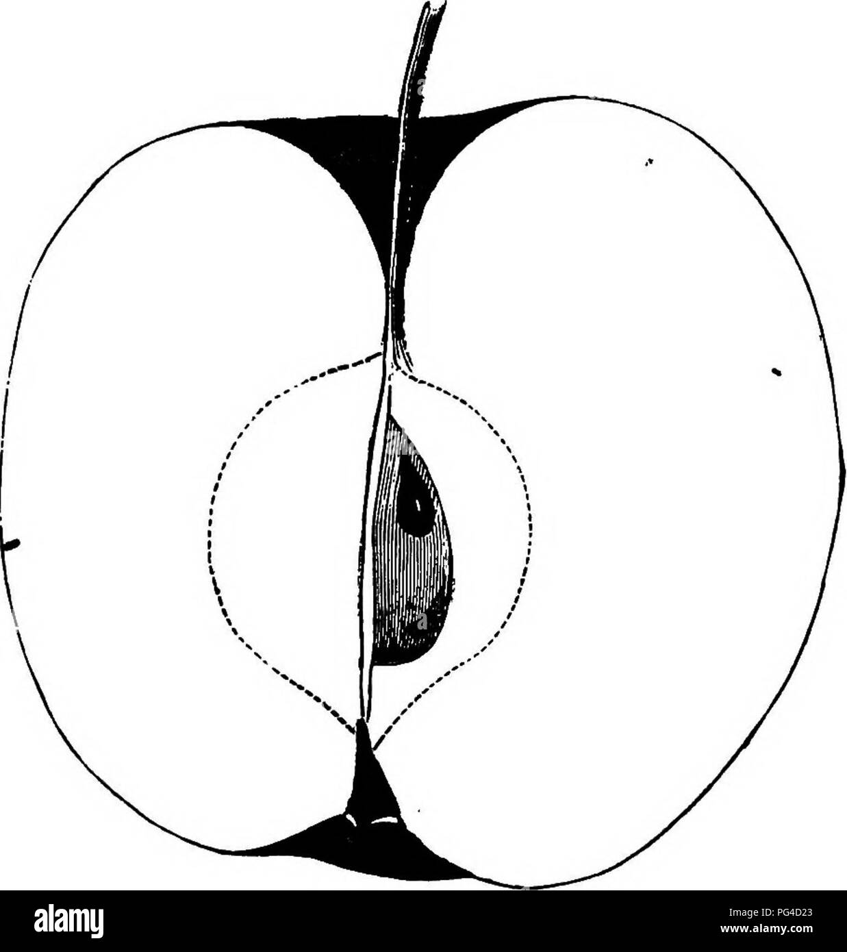 Round conical fruit hi-res stock photography and images - Alamy