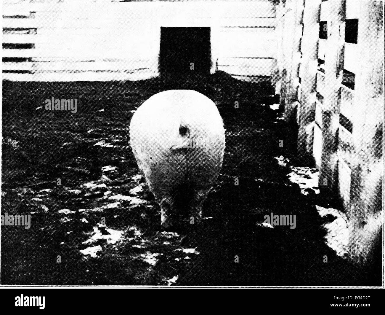 This book provides insights into swine breeding, focusing on the ...