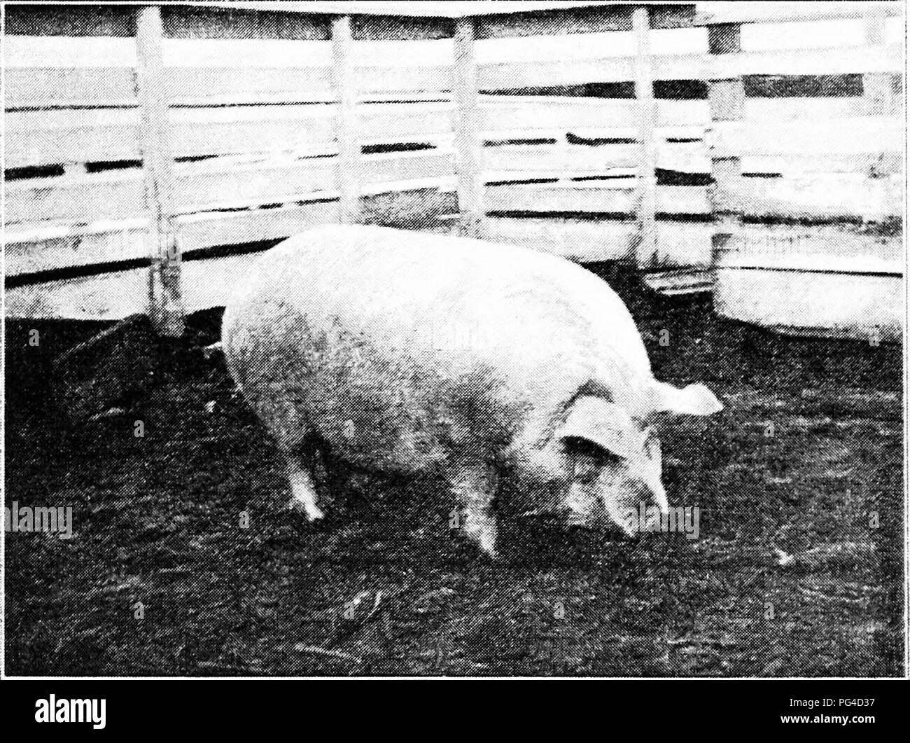Chester white pig hi-res stock photography and images - Alamy
