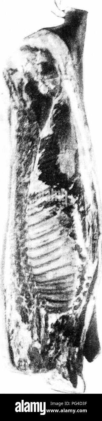 Fat lighter hi-res stock photography and images - Alamy