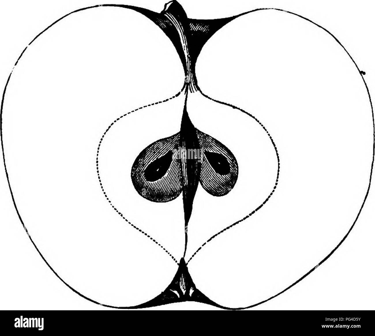 Yellow core Black and White Stock Photos & Images - Alamy